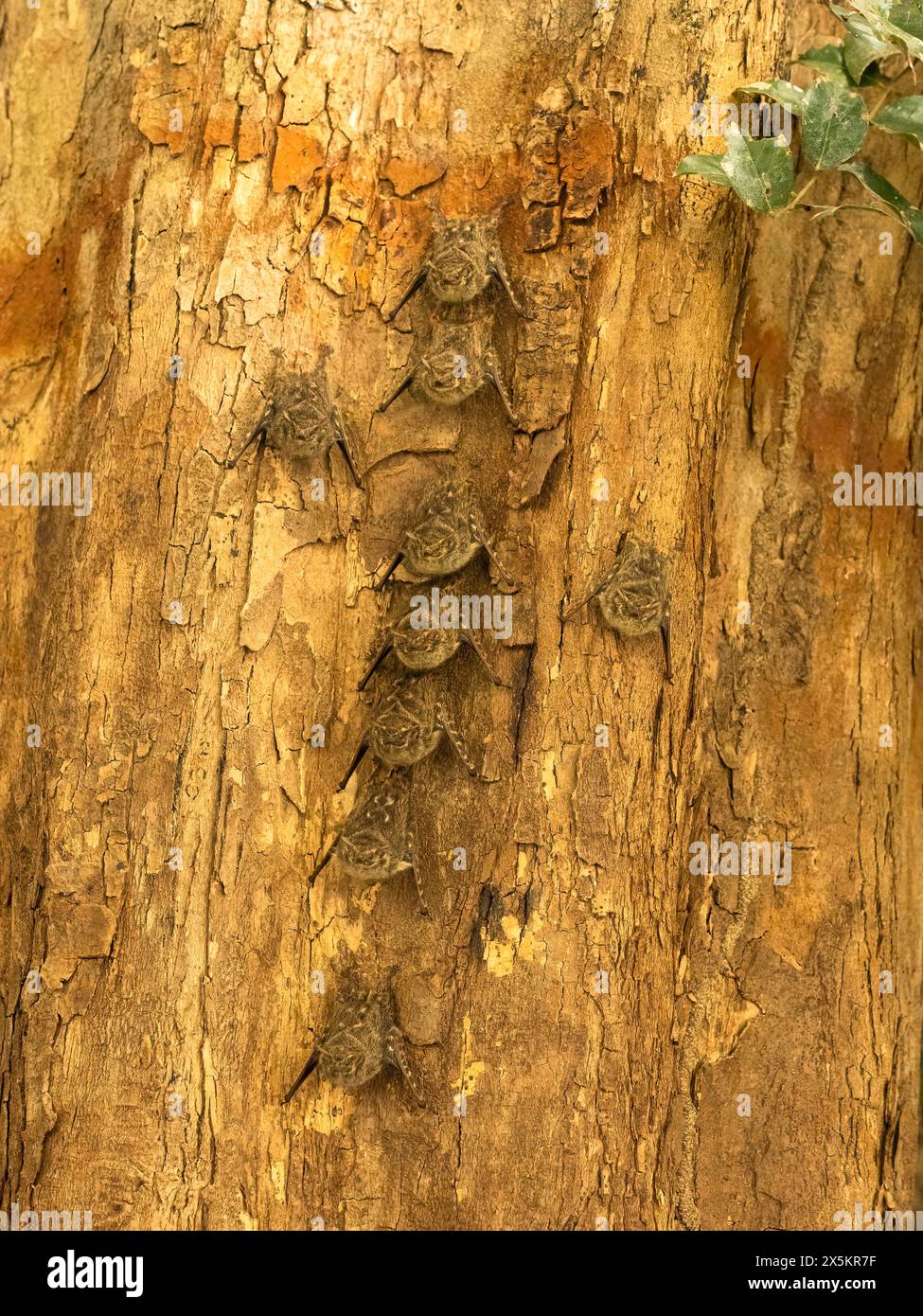 Proboscis Bat, Rhynchonycteris naso, Brazil, South America Stock Photo ...