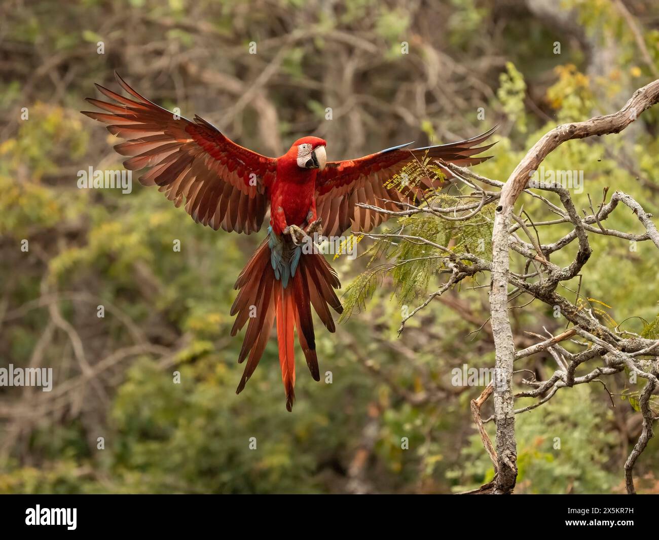 Red and Green Macaw or Green-winged Macaw, Ara chloropterus, in flight ...