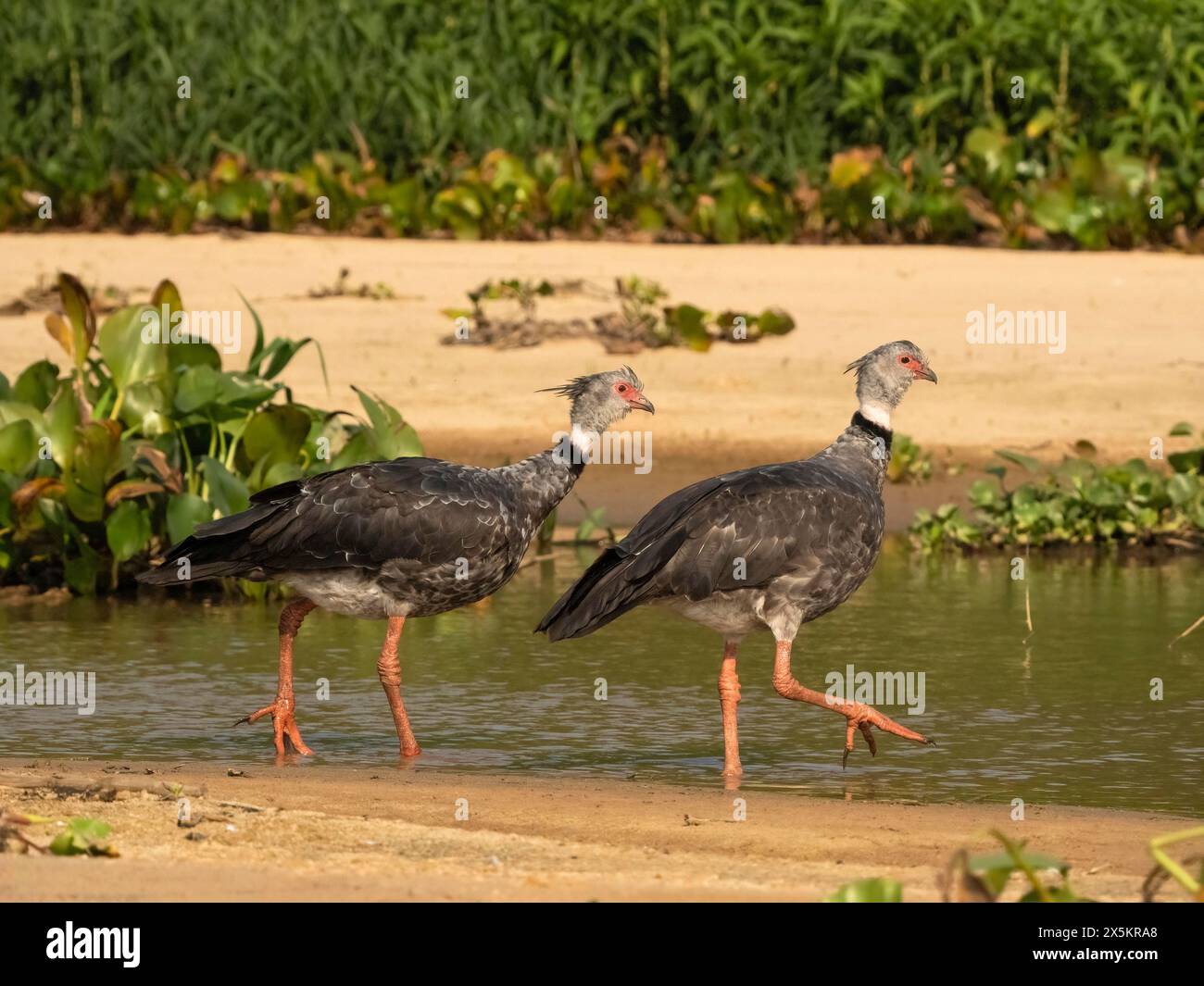 Southern Screamer, Chauna torquata, aka Crested Screamer, Brazil, South ...