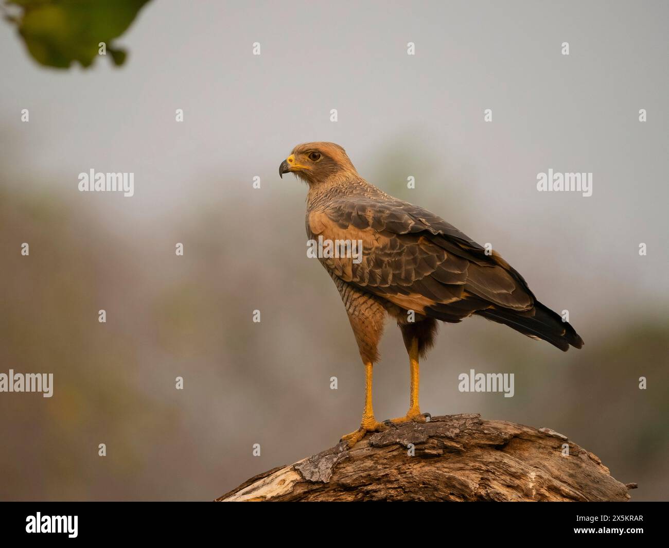 Savanna Hawk, Buteogallus urubitinga, perched, Brazil, South America ...