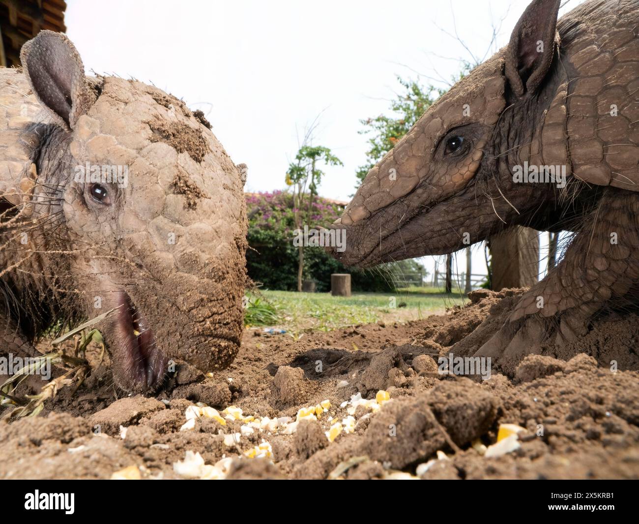 Six-banded armadillo, Euphractus sexcinctus, aka Yellow Armadillo ...