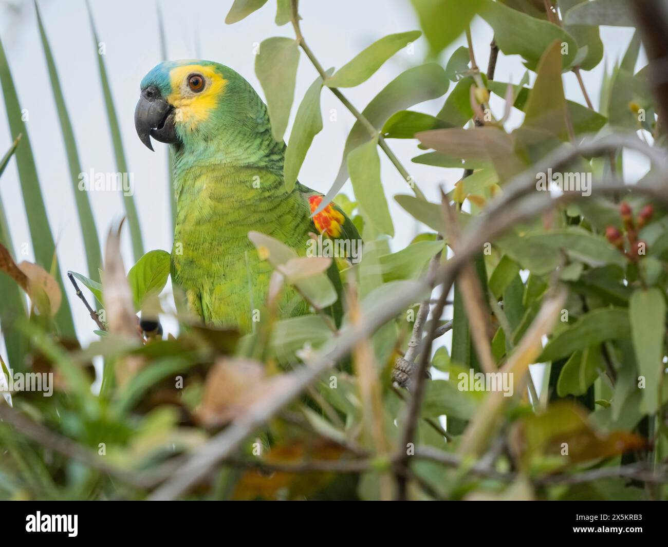 Turquoise-fronted Amazon, Amazona aestiva, aka Turquoise-fronted Parrot ...