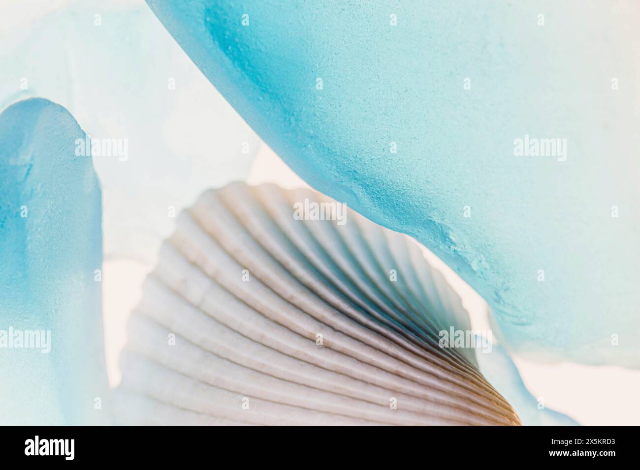 Shells light hi-res stock photography and images - Alamy