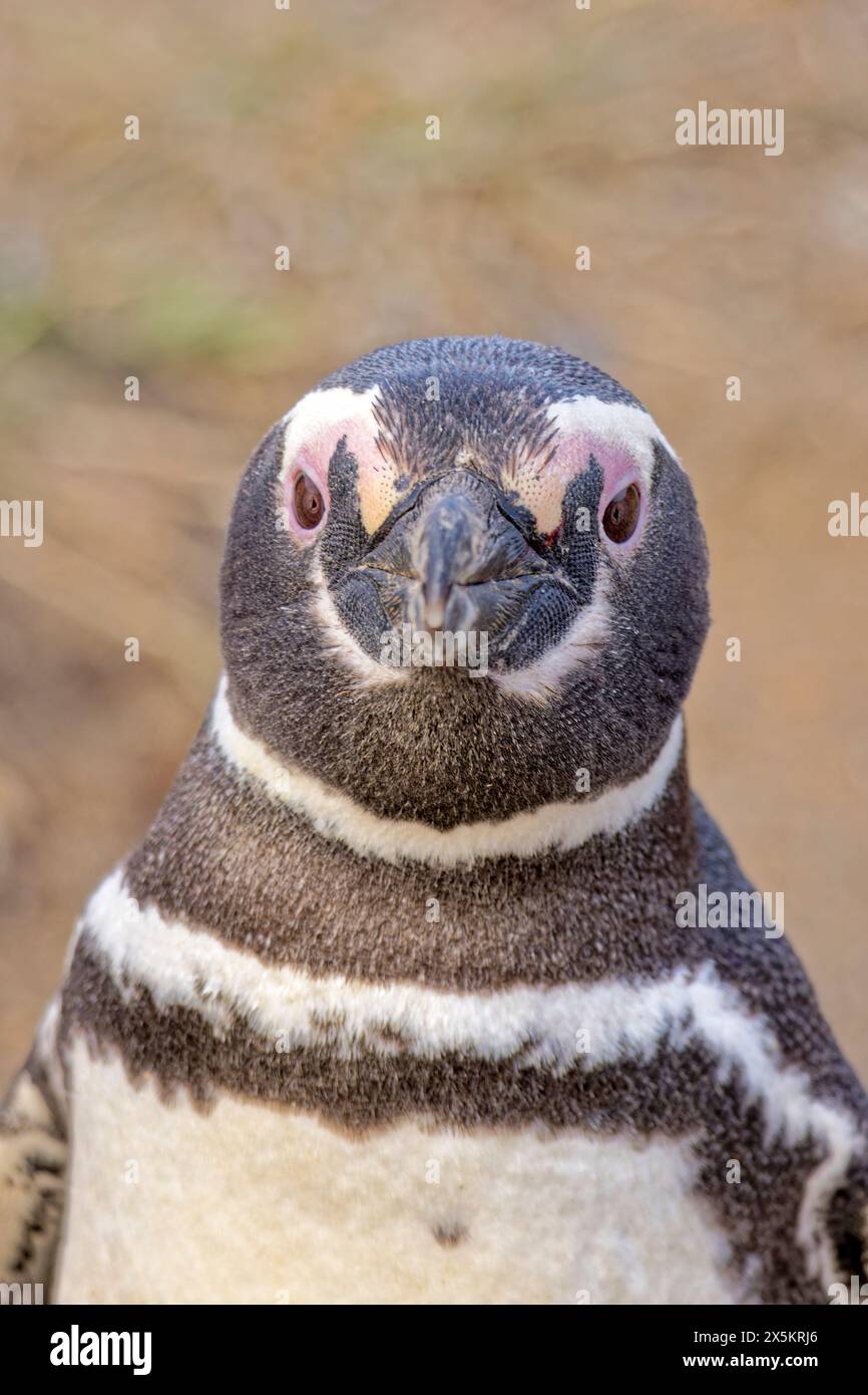 Chile, The Penguins Natural Monument, Magdalena Island. Magellanic ...