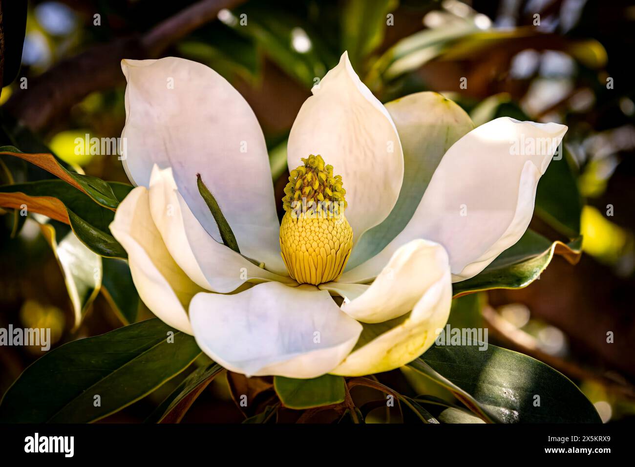 Chile, Santiago. Magnolia blossom close-up. (Magnolia grandiflora ...