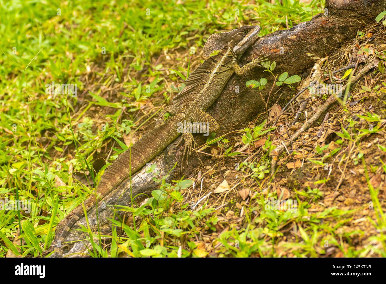 Costa Rica, Parque Nacional Carara. Male common basilisk lizard close ...
