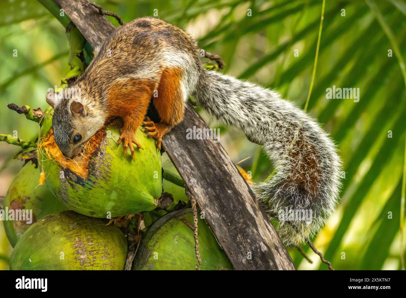 Costa Rica, Parque Nacional Carara. Variegated squirrel eating coconut ...