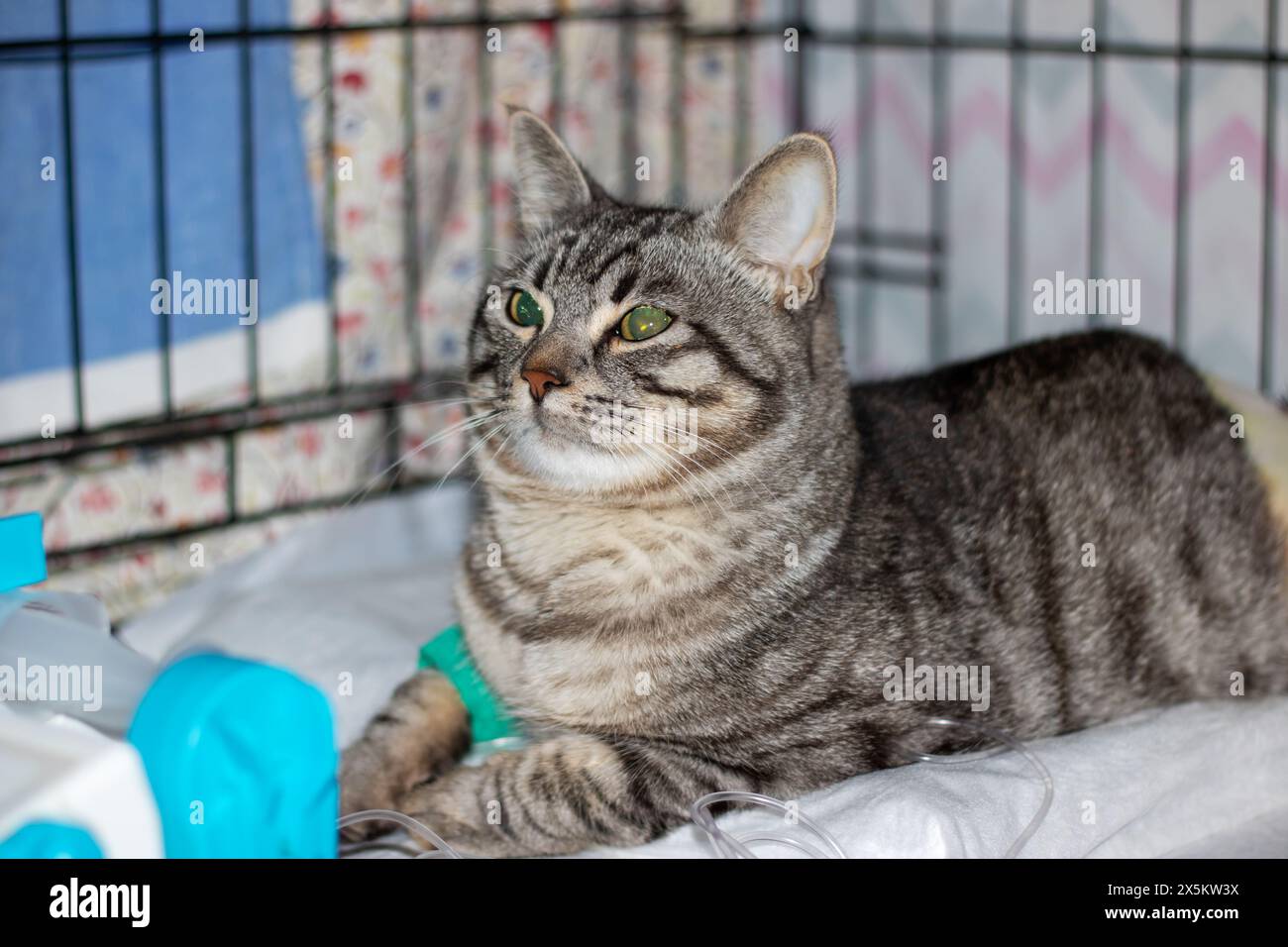 Sad gray cat with catheter on paw close up Stock Photo - Alamy
