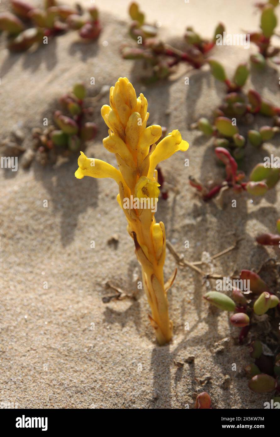 A Yellow Broomrape, Cistanche phelypaea, Orobanchaceae, Cape Verde ...