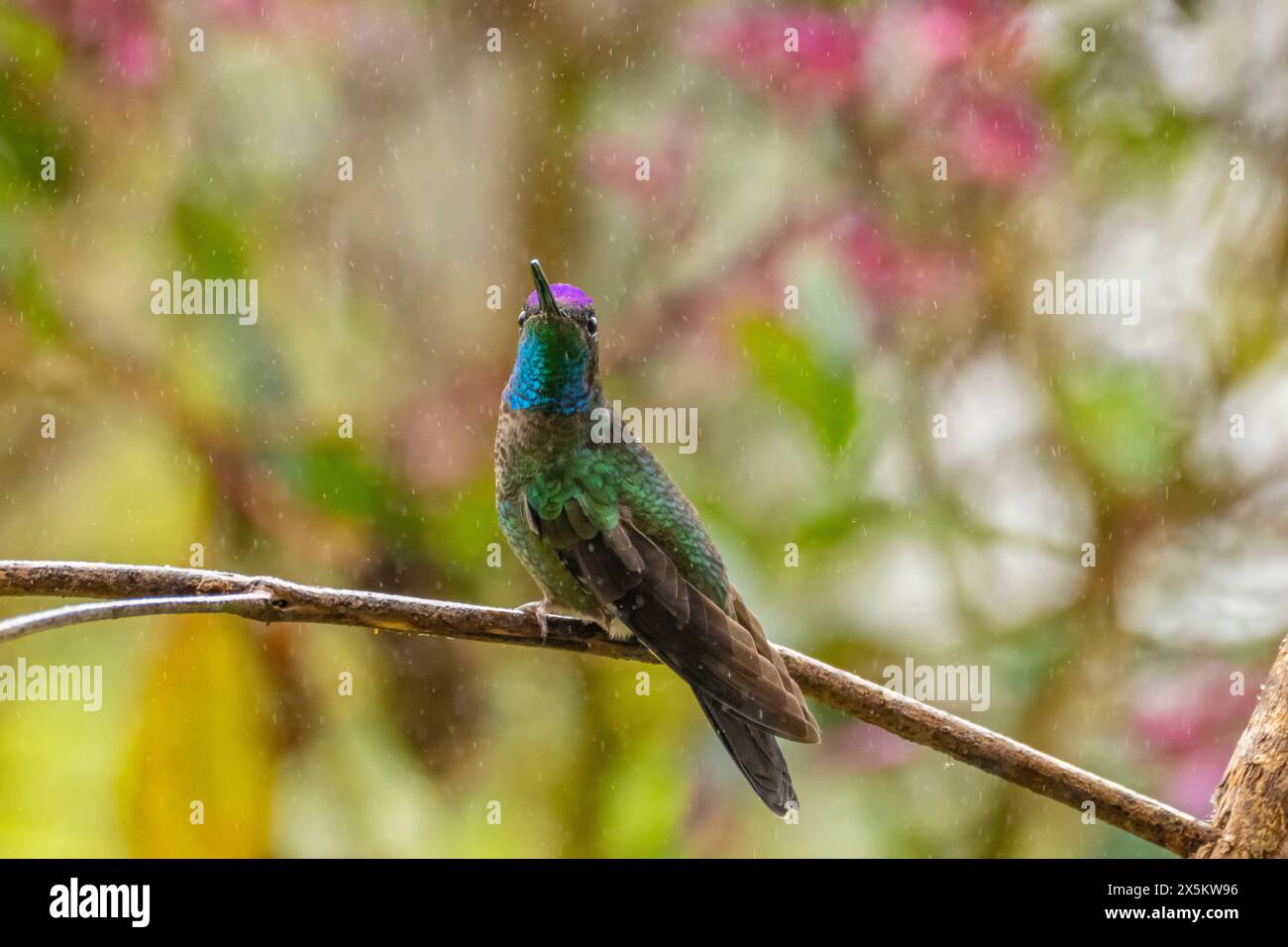 Costa Rica, Cordillera de Talamanca. Talamanca hummingbird displaying ...