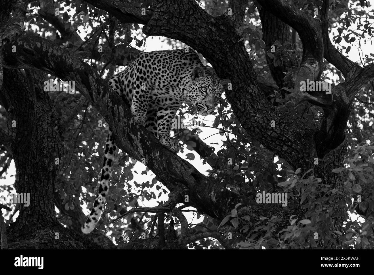 Leopard looks down from tree Black and White Stock Photos & Images - Alamy