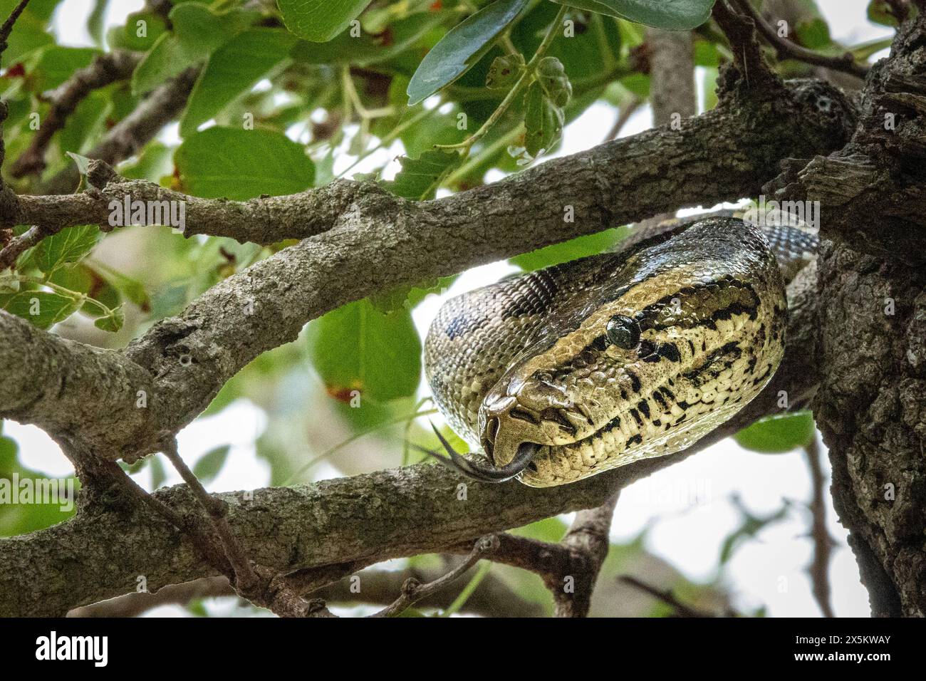 Python conservation hi-res stock photography and images - Alamy
