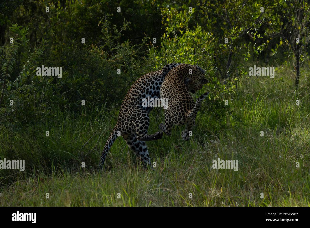 A male and a female leopard, Panthera pardus, play together Stock Photo ...