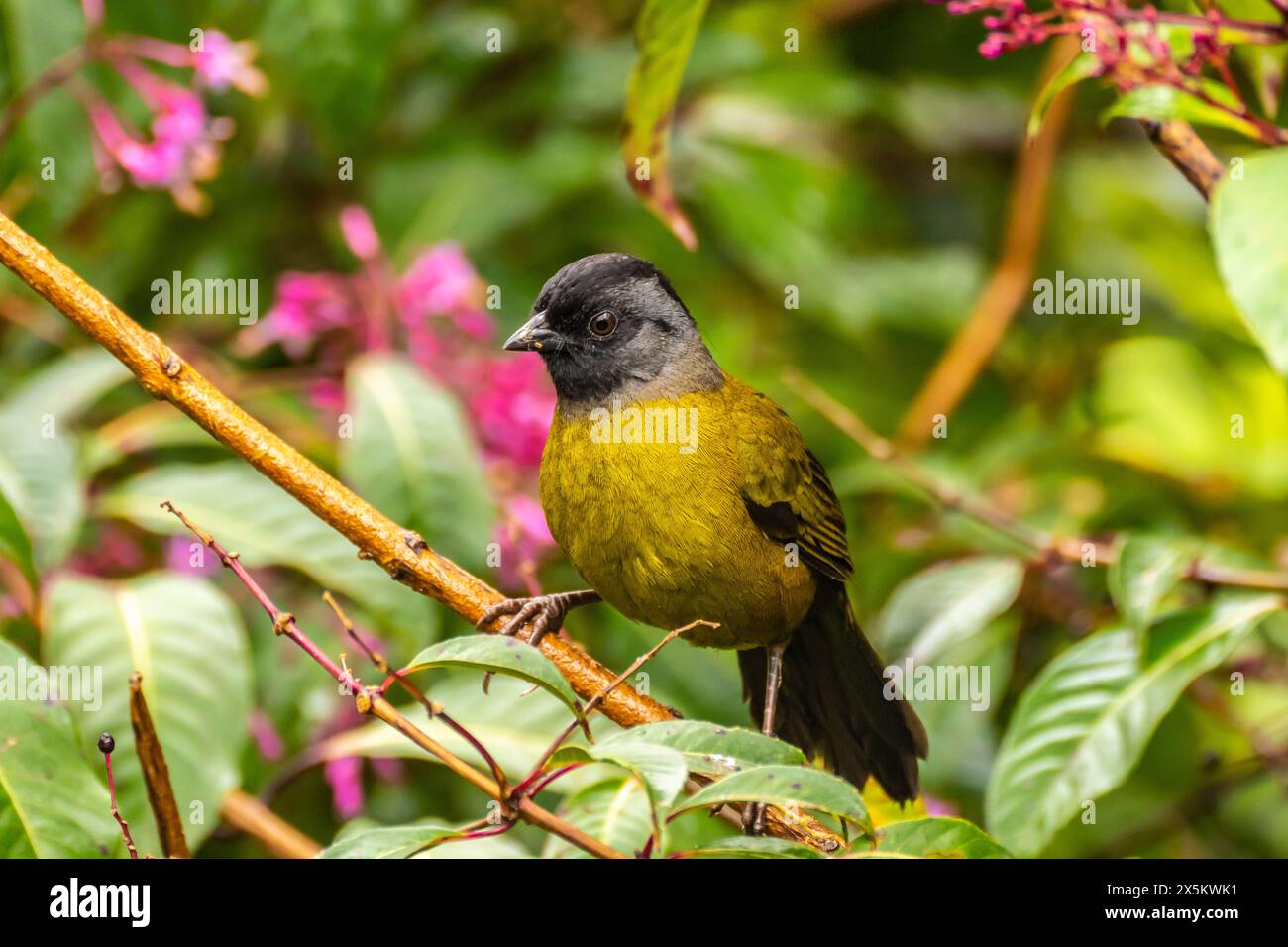 Costa Rica, Cordillera de Talamanca. Large-footed finch close-up Stock ...