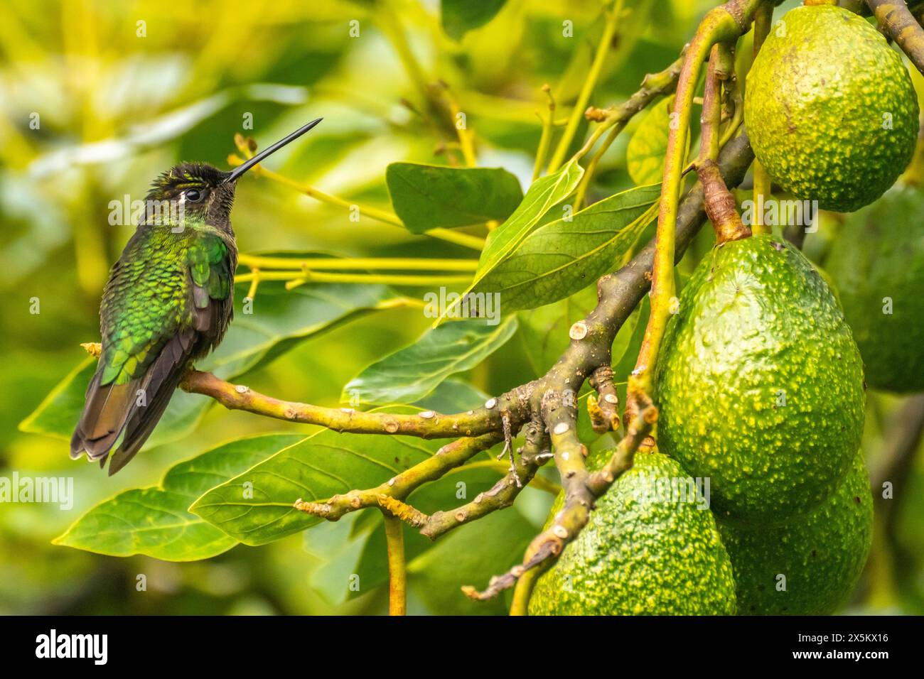 Costa Rica, Cordillera de Talamanca. Talamanca hummingbird in avocado ...