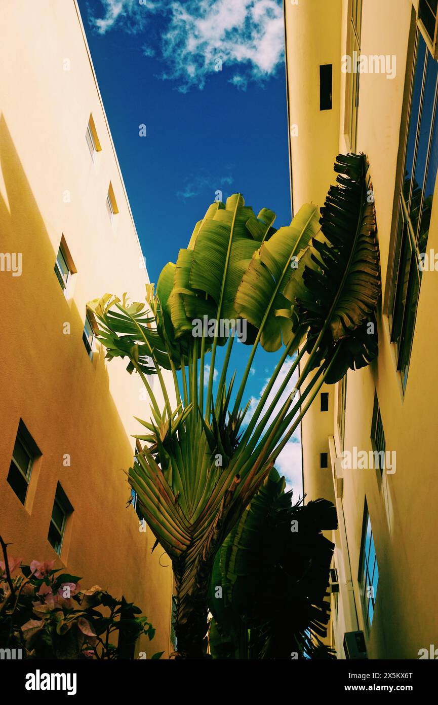 Banana tree growing between buildings hi-res stock photography and ...