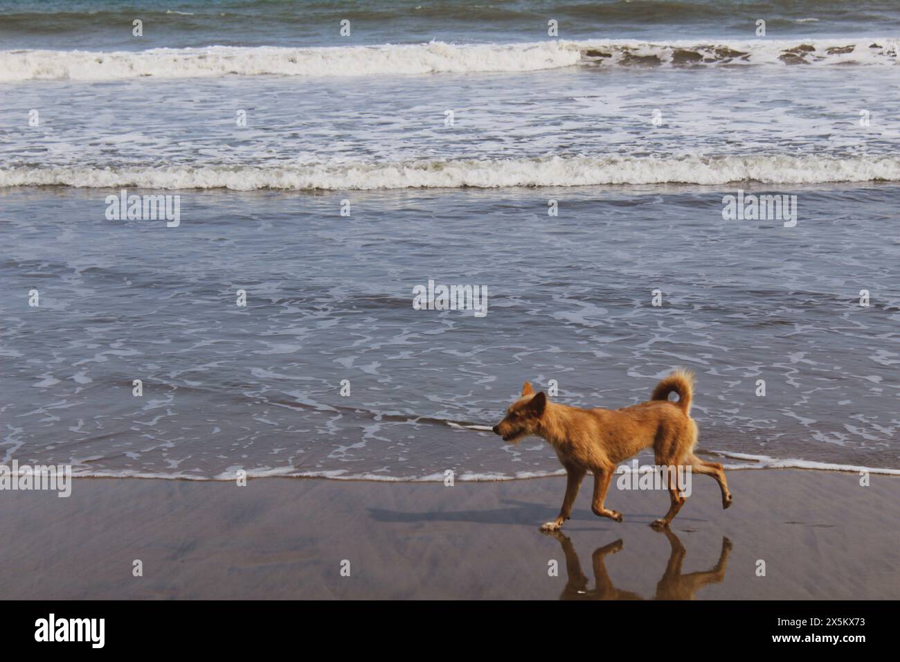 Ghana, Dog walking on beach Stock Photo - Alamy