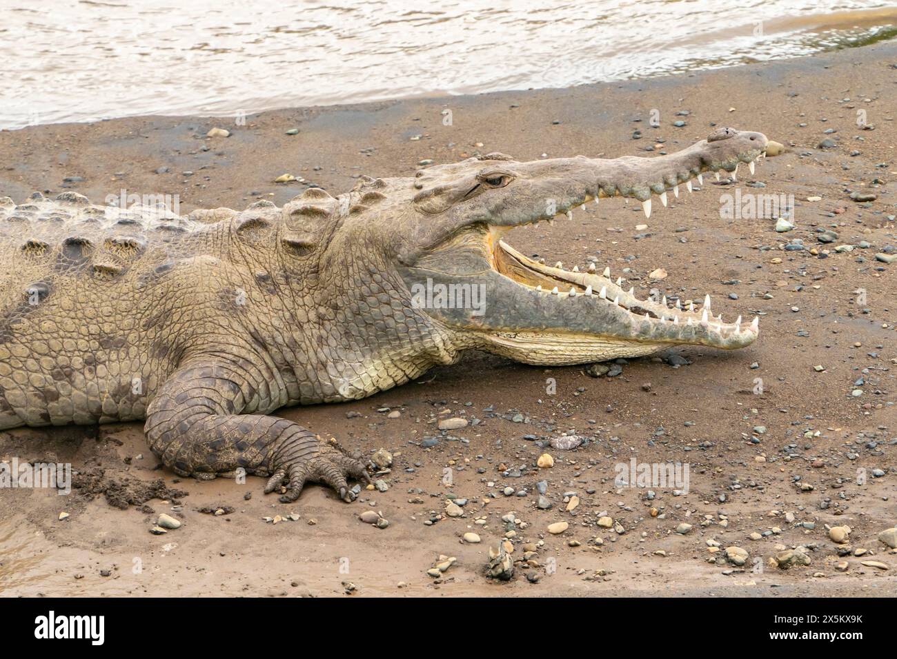 Costa Rica, Parque Nacional Carara. American crocodile on river beach ...