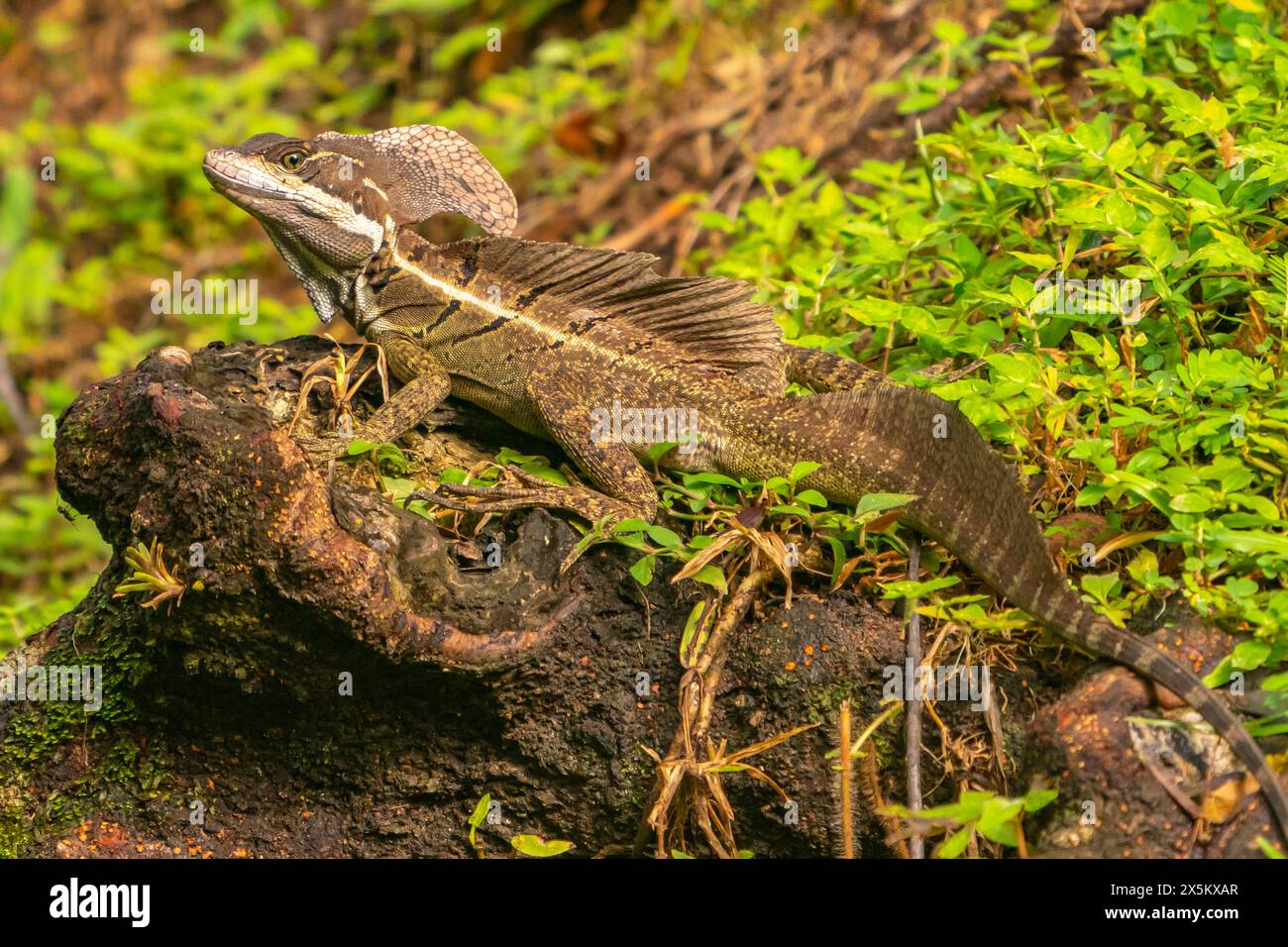 Basilisk lizard hi-res stock photography and images - Alamy