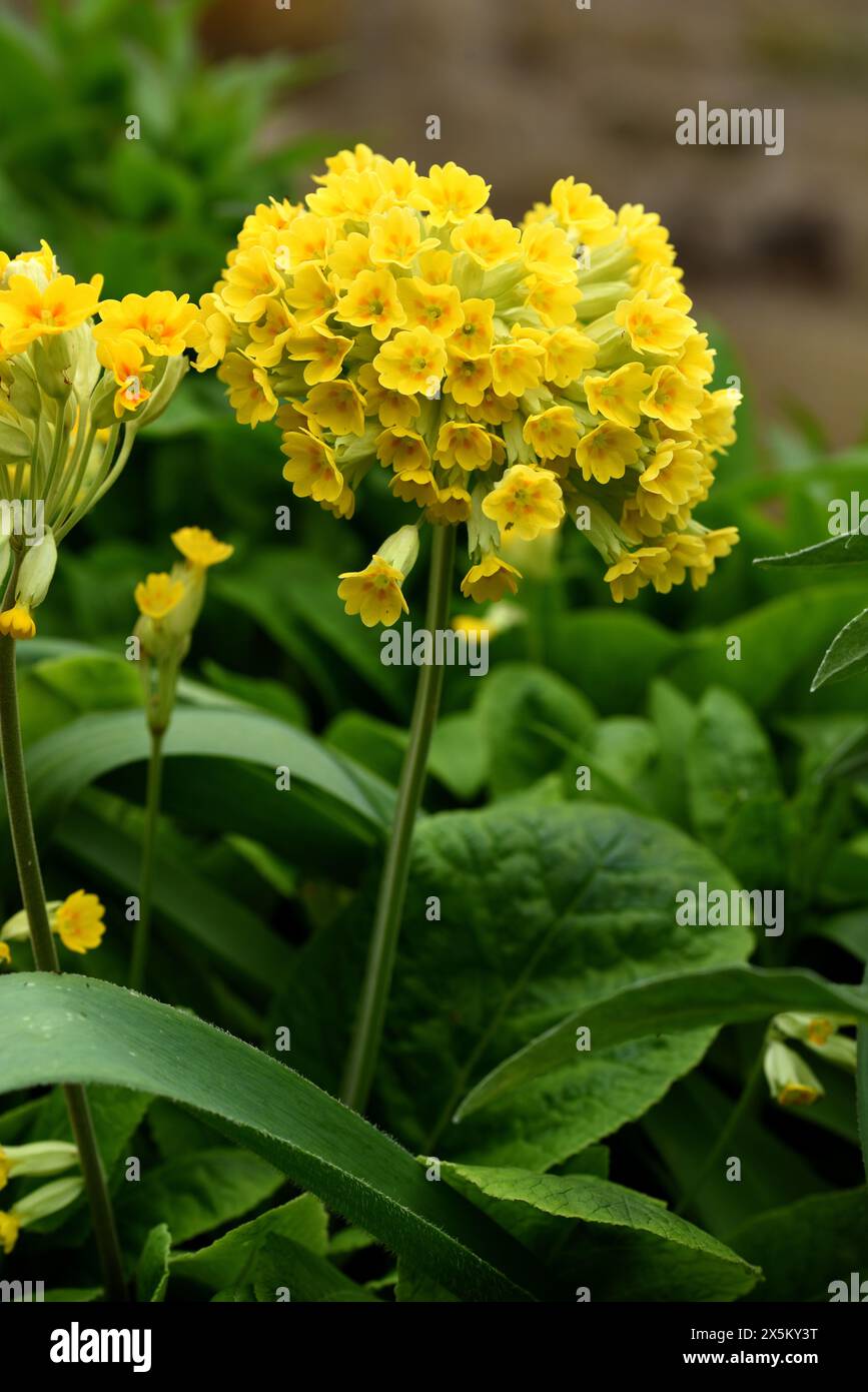 Flowering cowslip hi-res stock photography and images - Alamy
