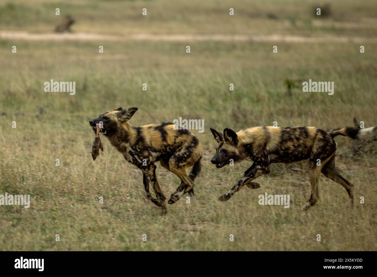 Wild dogs, Lycaon pictus, feeding and running Stock Photo - Alamy