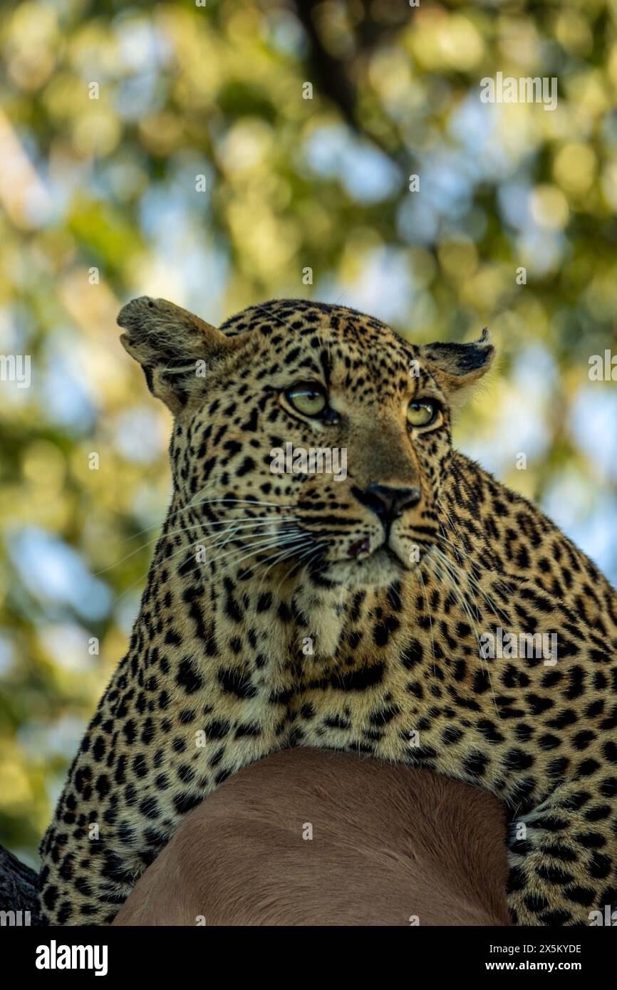 A close- up of a female leopard, Panthera pardus Stock Photo - Alamy