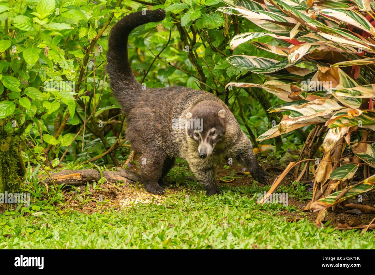 Coatimundi hi-res stock photography and images - Alamy