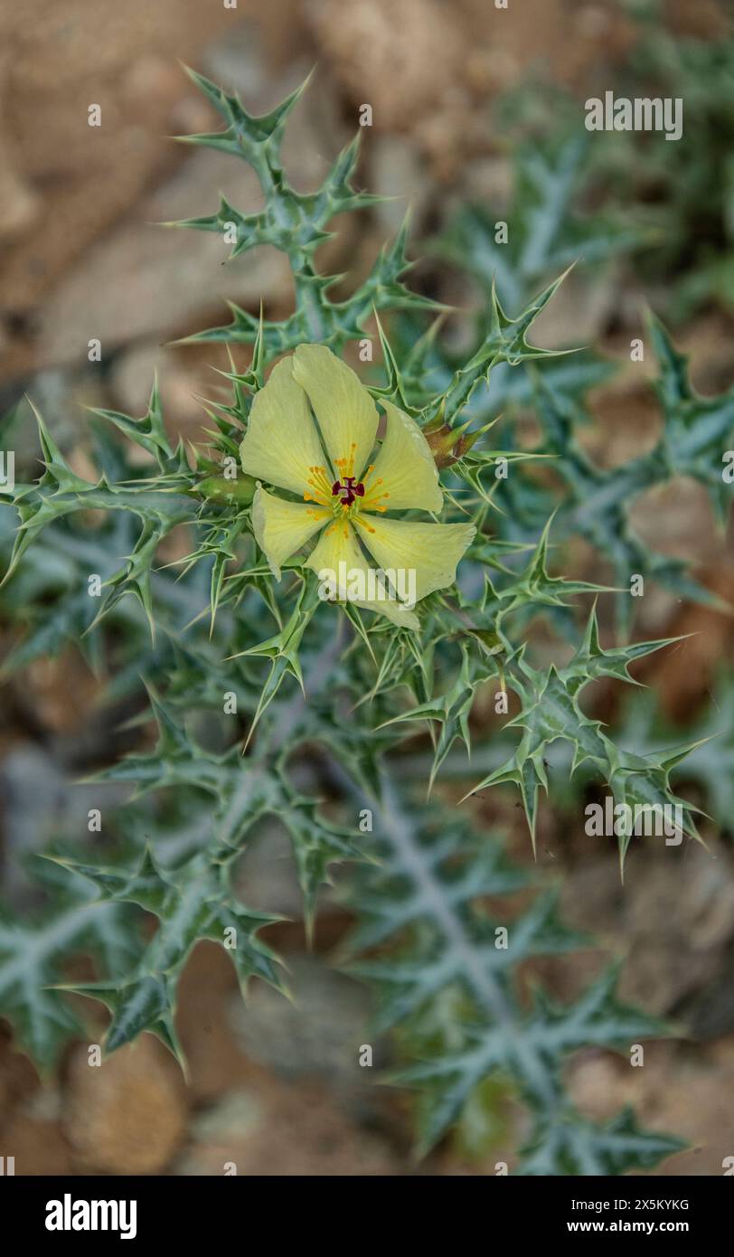 The delicate, yellow flower of the hardy and invasive Mexican Poppy on ...
