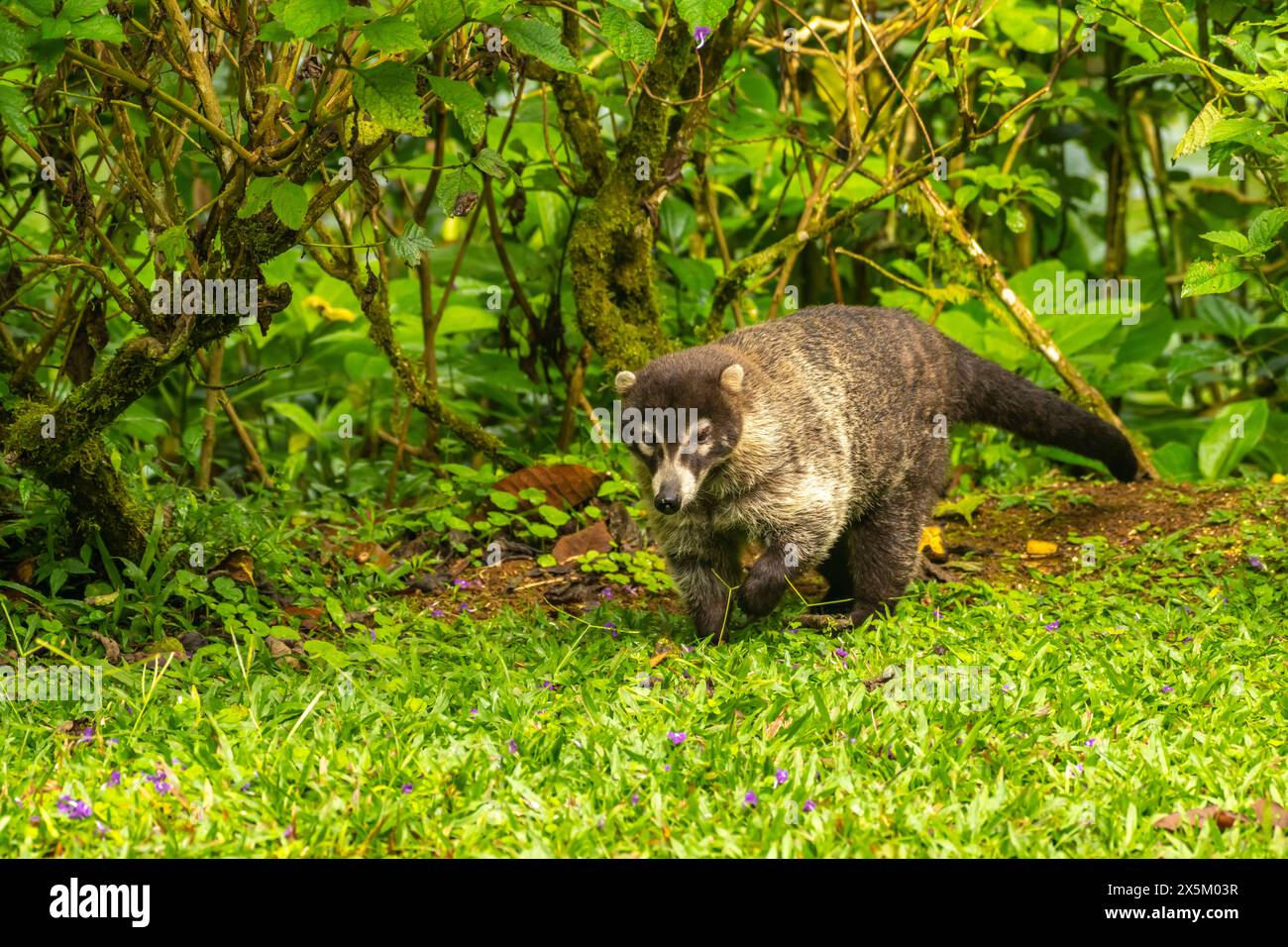 Coatimundi hi-res stock photography and images - Alamy