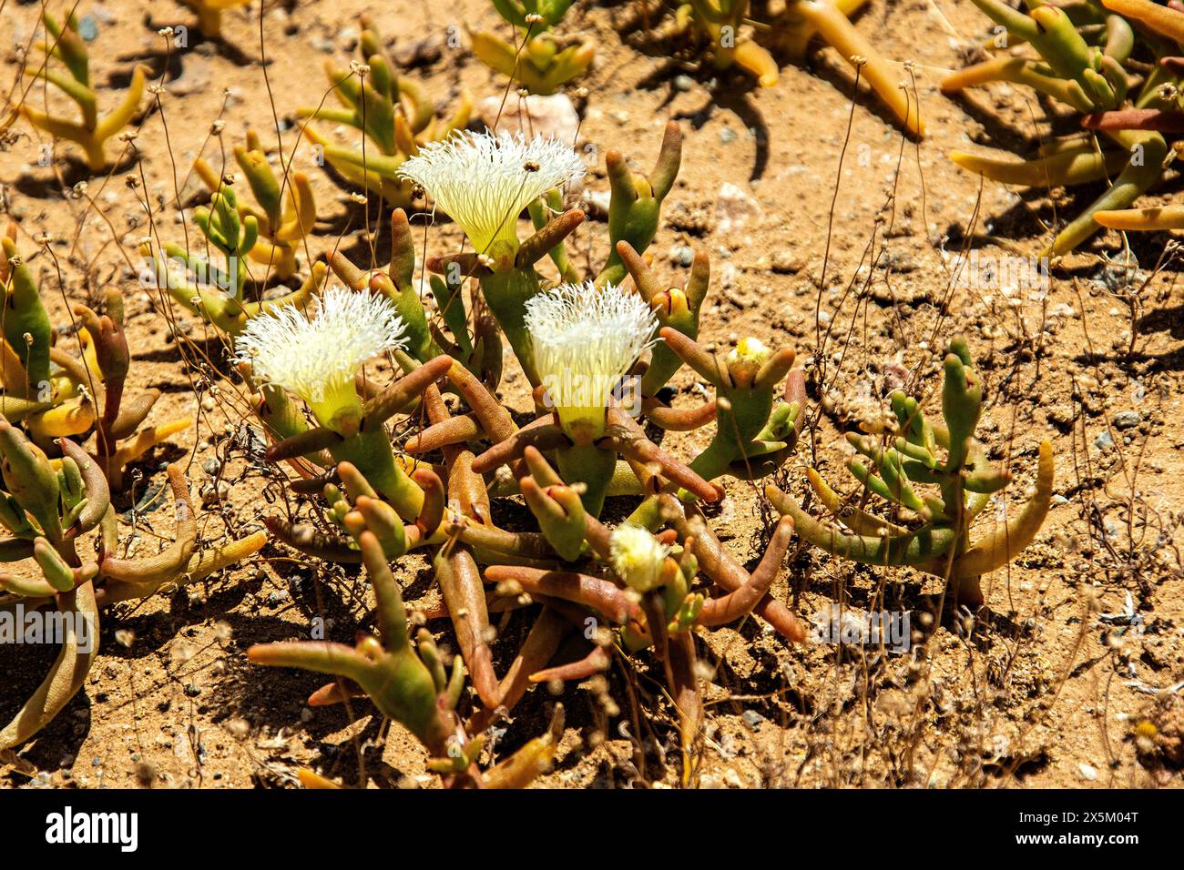 The white flower of the succulent Mesembryanthemum hypertrophicum ...