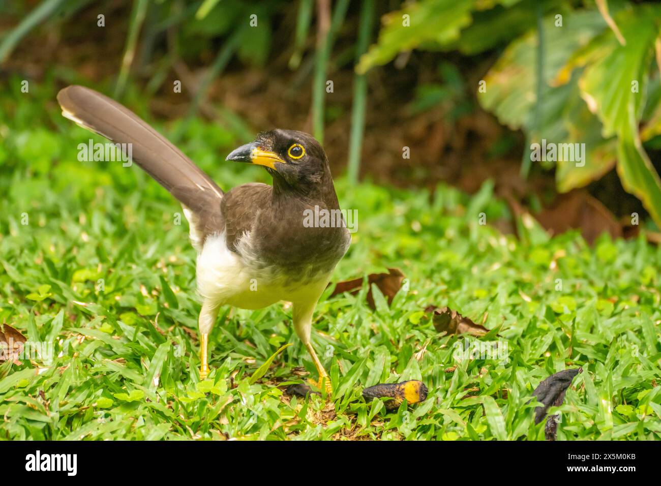 Costa Rica, Tuis Valley. Brown jay on grass Stock Photo - Alamy
