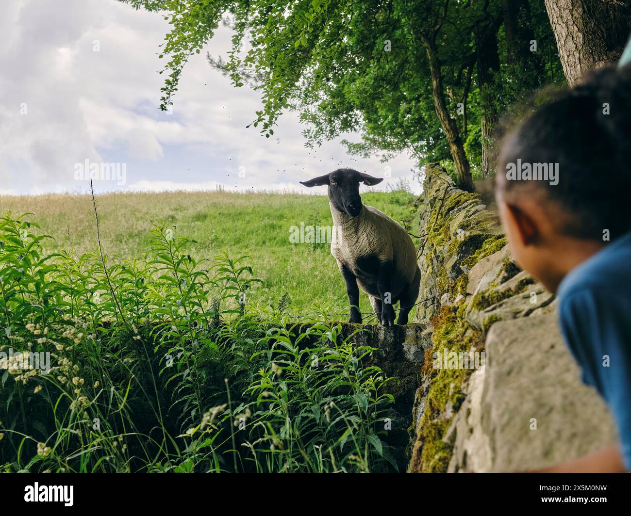 7 sheep hi-res stock photography and images - Alamy
