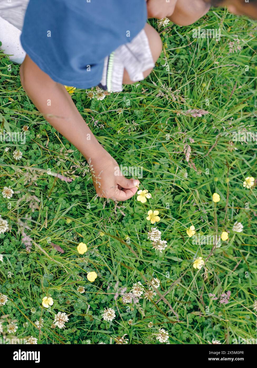 Girl collecting flowers Stock Photo - Alamy