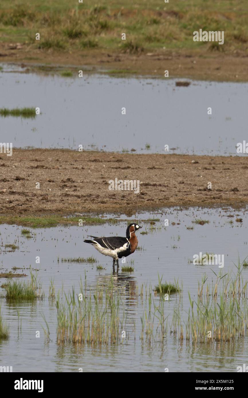 Red-breasted Goose (Branta ruficollis) Frampton Marsh RSPB Lincolnshire ...