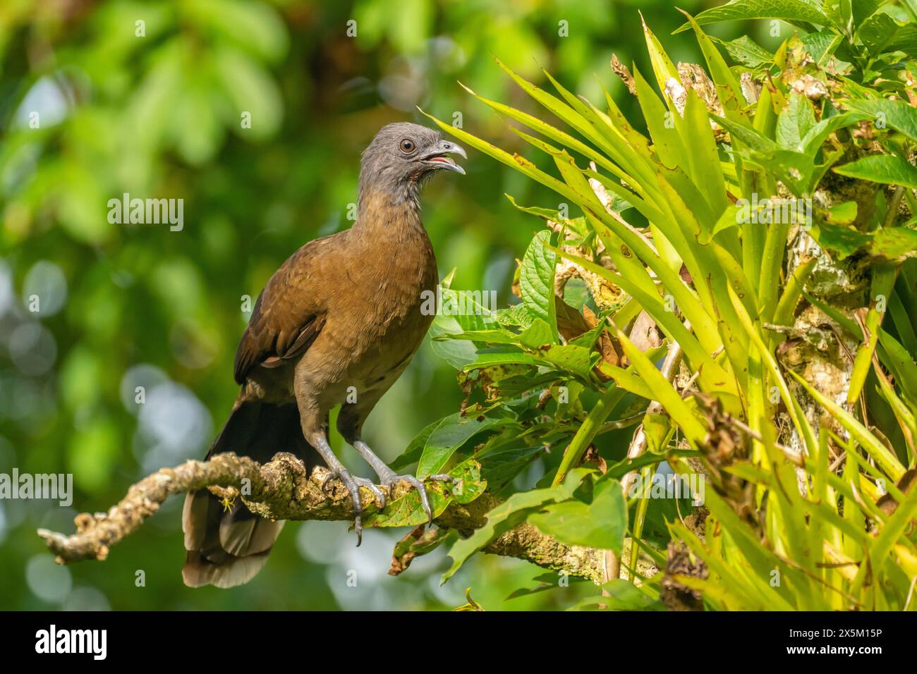 Costa Rica, Tuis Valley. Grey-headed chachalaca bird on limb Stock ...