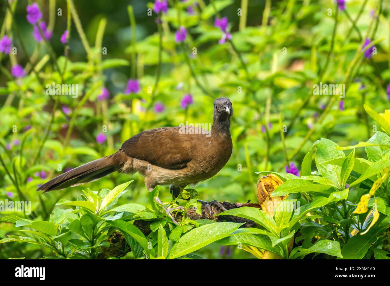 Costa Rica, Tuis Valley. Grey-headed chachalaca close-up Stock Photo ...