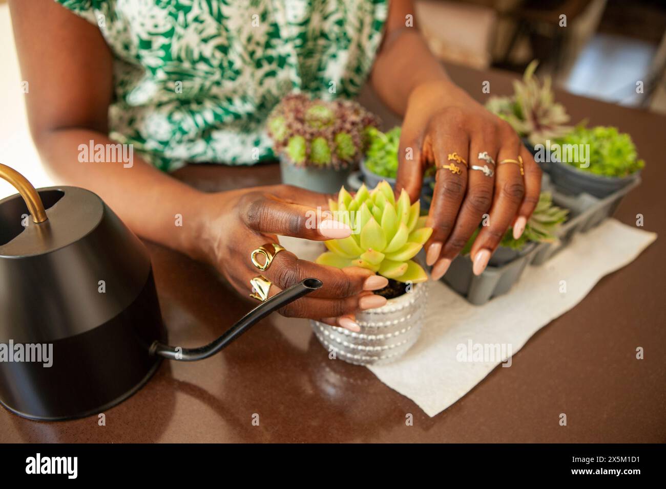 Woman potting succulent plant Stock Photo - Alamy