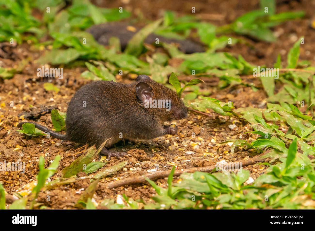 Tuis valley hi-res stock photography and images - Alamy