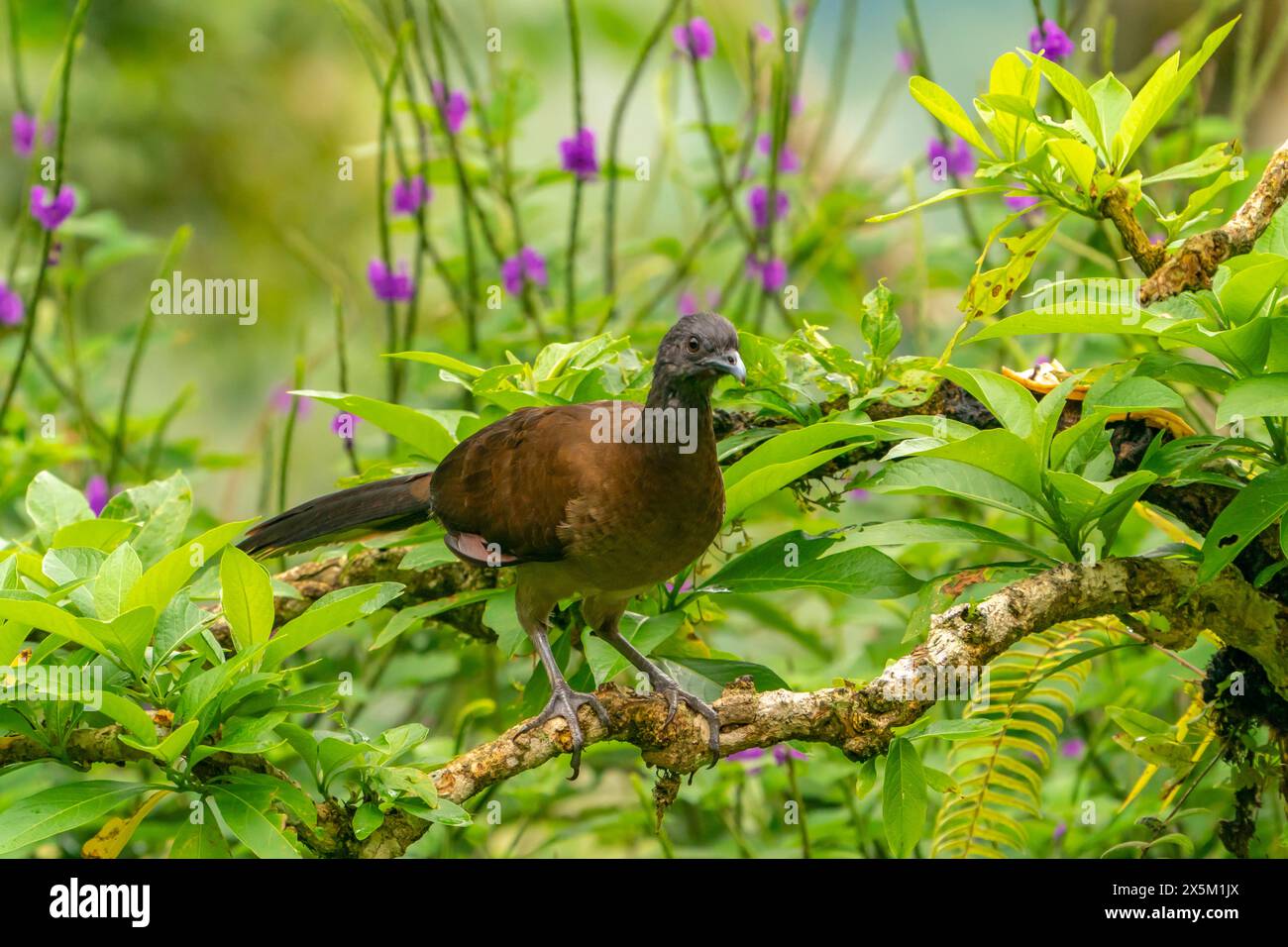 Costa Rica, Tuis Valley. Grey-headed chachalaca bird on limb Stock ...