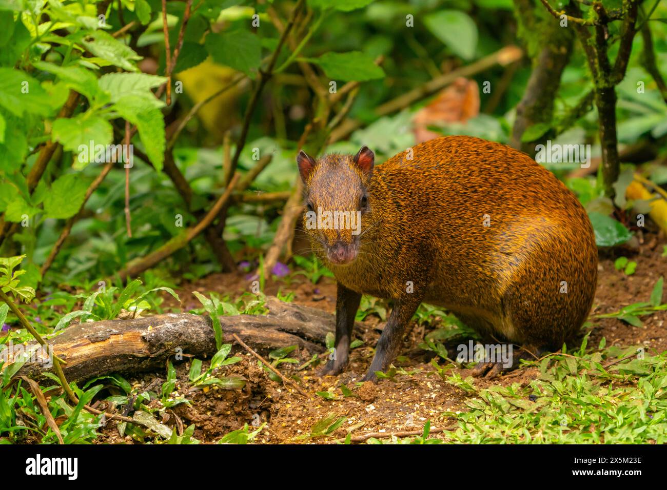 Costa Rica, Tuis Valley. Agouti rodent close-up Stock Photo - Alamy