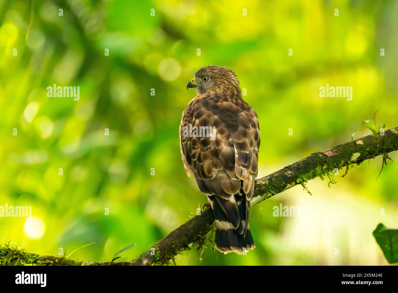 Costa Rica, La Selva Biological Research Station. Rear of broad-winged ...