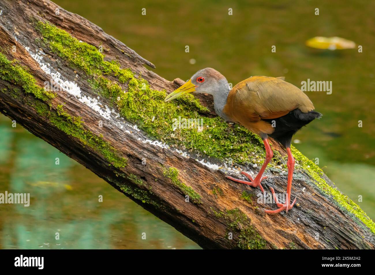 Rail bird hi-res stock photography and images - Alamy