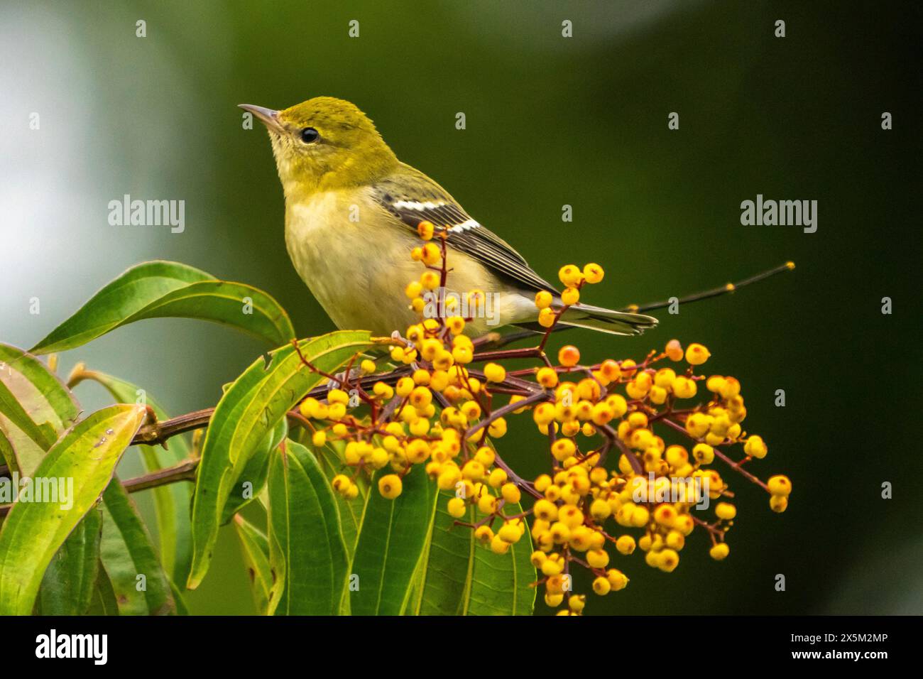 Costa Rica, La Selva Biological Research Station. Close-up of bay ...