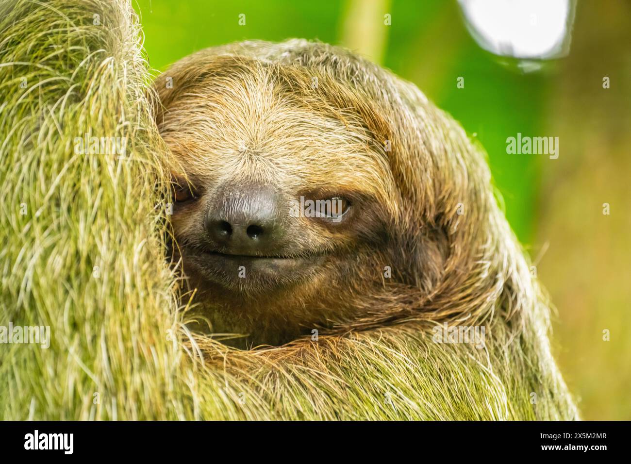 Costa Rica. Close-up of three-toed sloth Stock Photo - Alamy