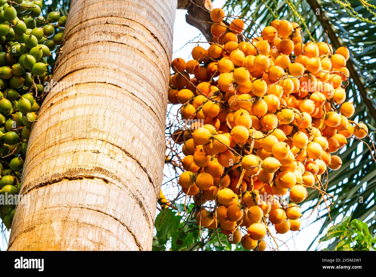 Closeup view bunches of yellow and green palm fruit hanging in the tree ...