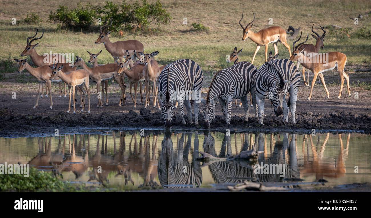 Impala, Aepyceros melampus, and Zebra, Equus zebra, drinking from a dam ...