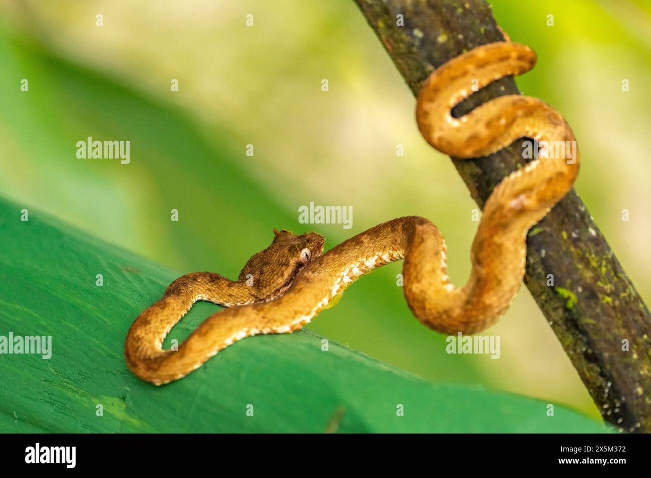 Costa Rica, Arenal. Eyelash viper on limb Stock Photo - Alamy
