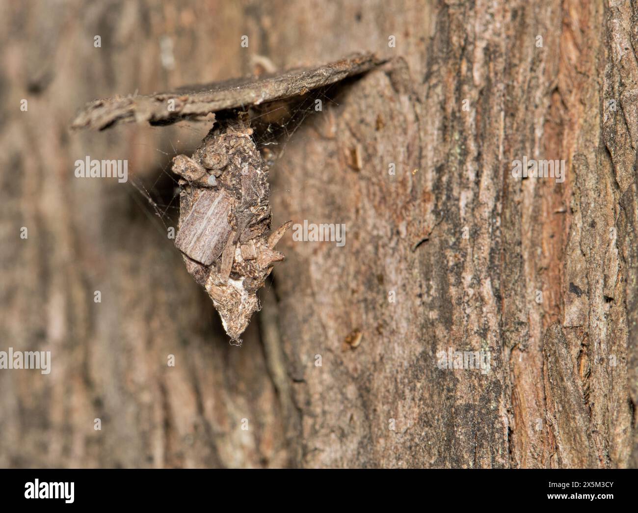 Bagworm cocoon (Thyridopteryx ephemeraeformis) insect on tree nature ...