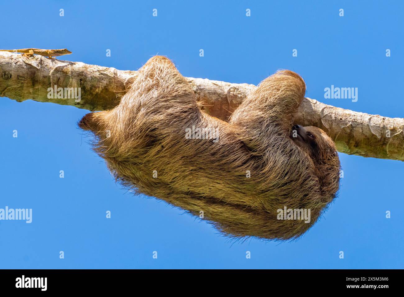 Costa Rica. Close-up of three-toed sloth hanging onto limb Stock Photo ...