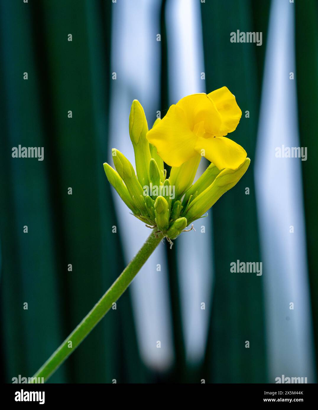 Elephants foot plant (Pachypodium rosulatum) blossom. Botanical Garden ...